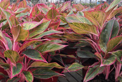 Plant Care Aglaonema Firecracker Plants