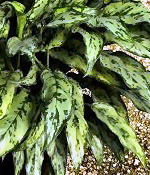 Plant Care Aglaonema Romeo | House Plants & Flowers