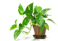Watering Pothos Plants - Indoor Plants Care
